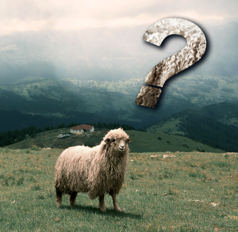 Loden und gewalkte Wolle - Was ist der Unterschied?